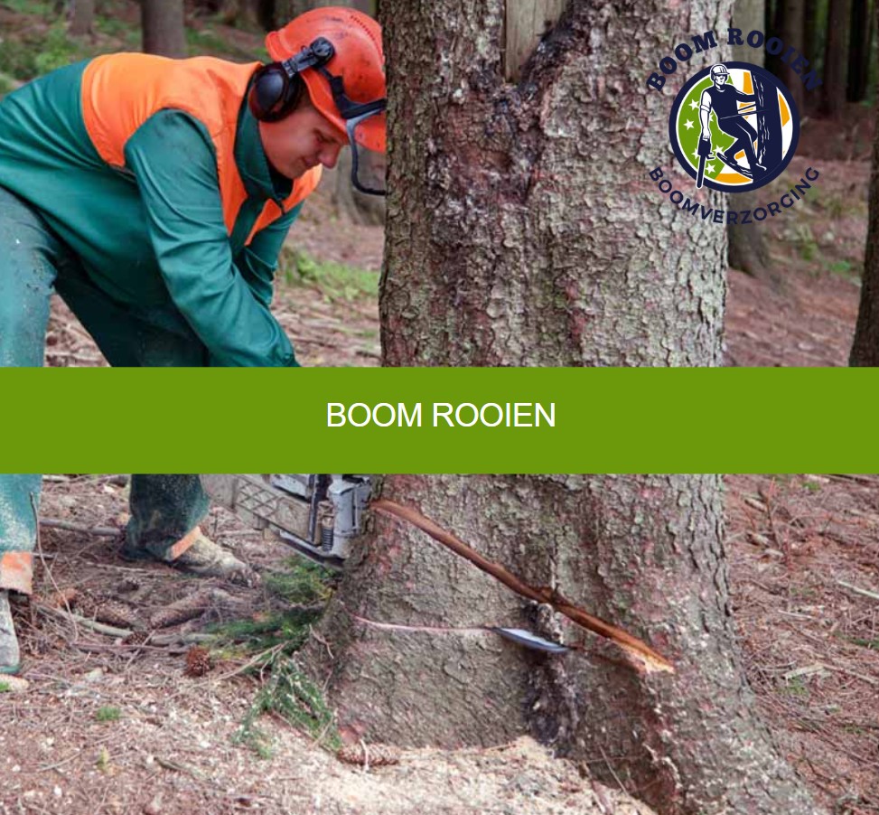 Bomen rooien: Kosten, vergunning & veilige methoden 2025